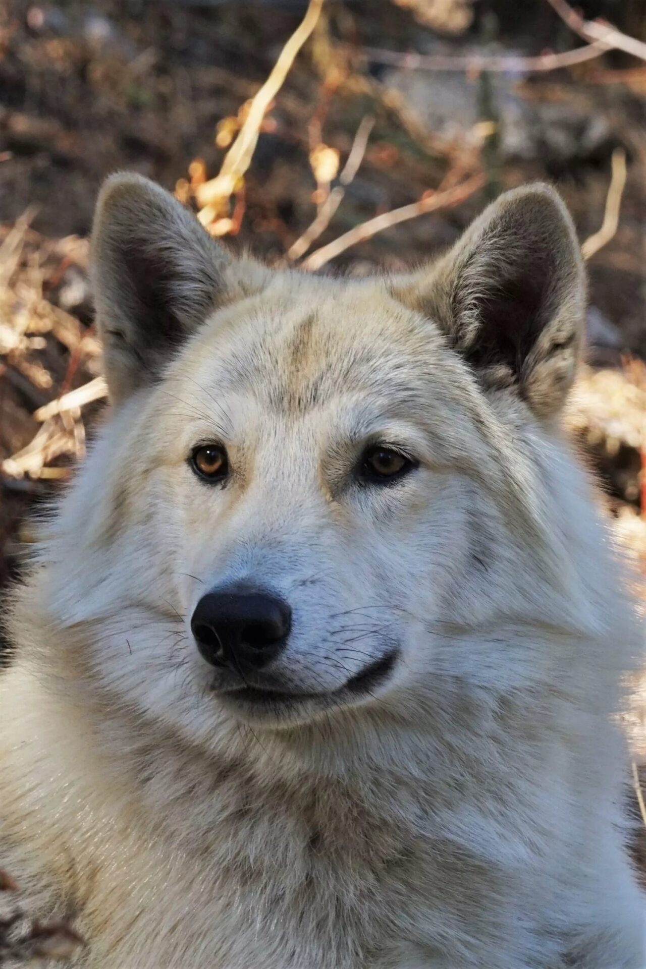 Topaz | W.O.L.F Sanctuary