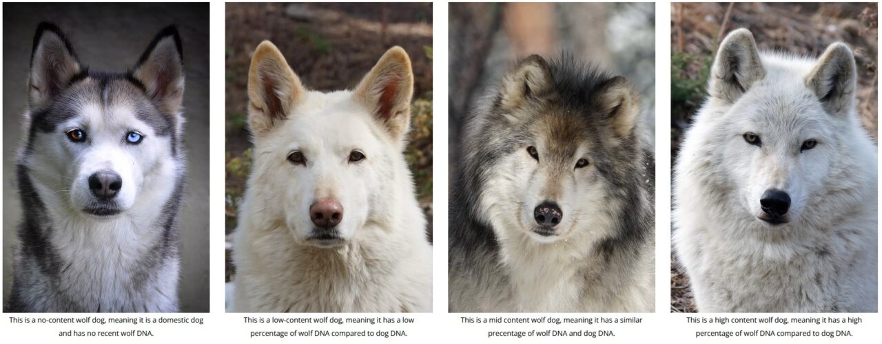 What is a Wolf Dog? | W.O.L.F Sanctuary