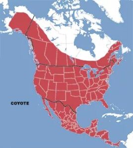 Wolves-Coyotes-Dogs | W.O.L.F Sanctuary