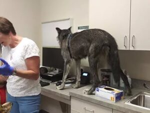 Ownership | W.O.L.F Sanctuary