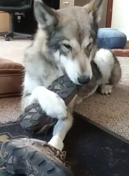 Ownership | W.O.L.F Sanctuary