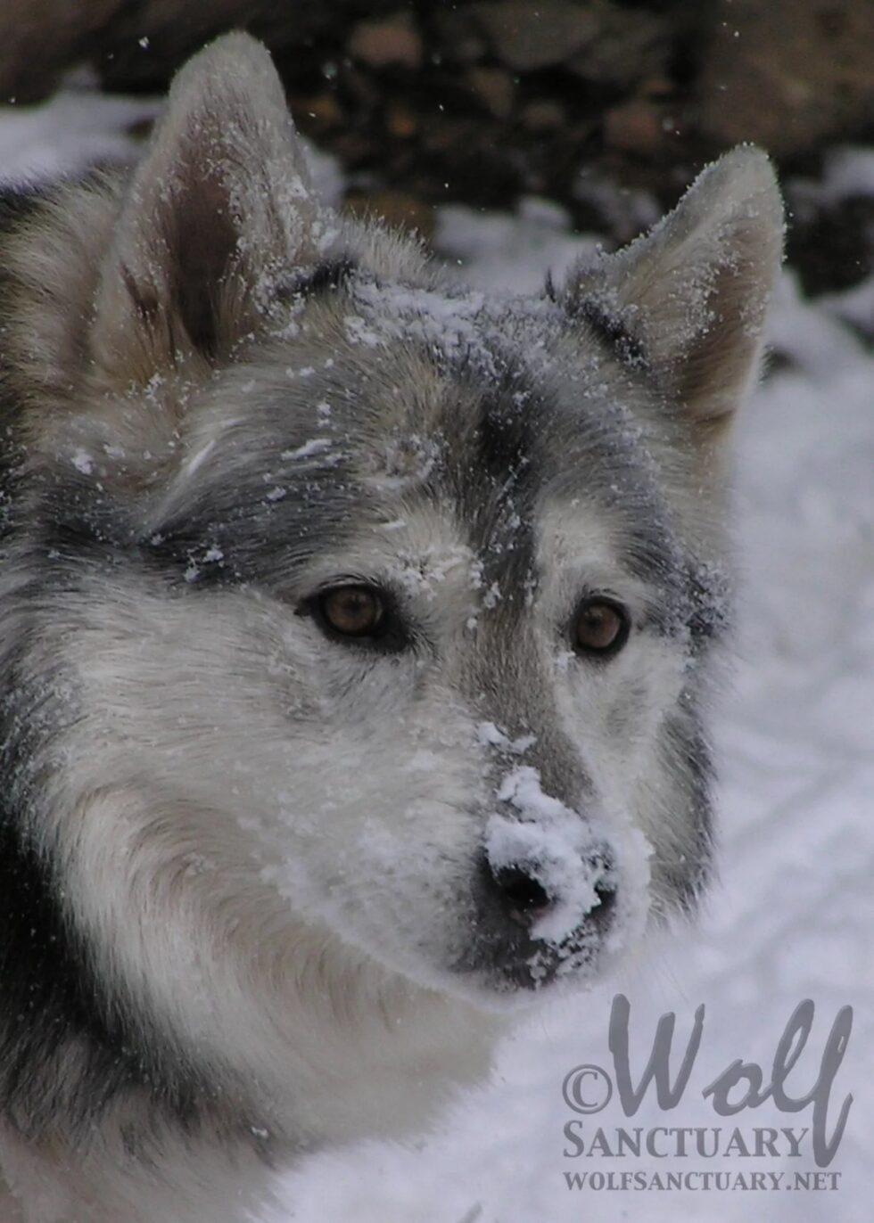Nanook | W.O.L.F Sanctuary