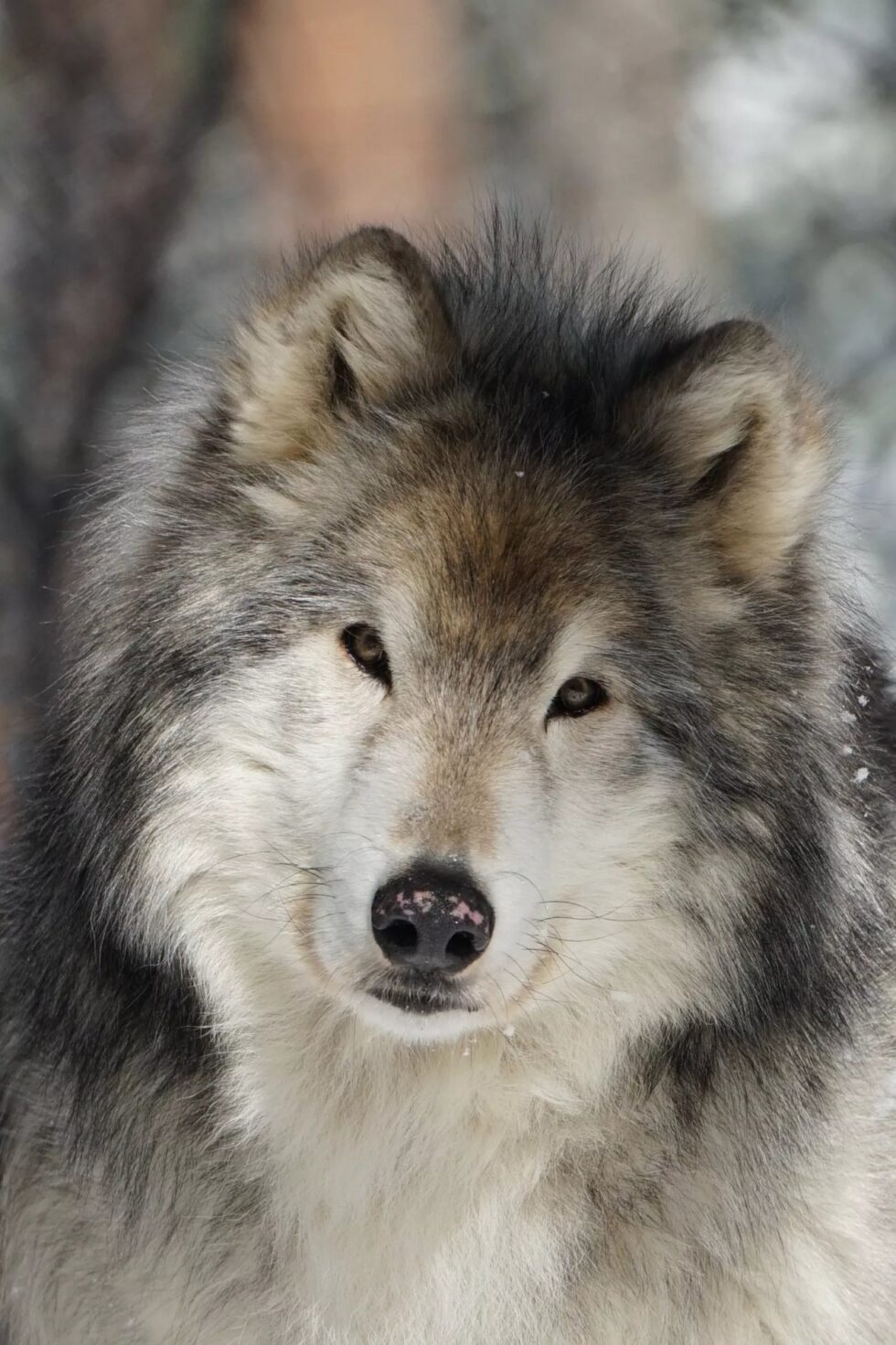 Nashoba | W.O.L.F Sanctuary